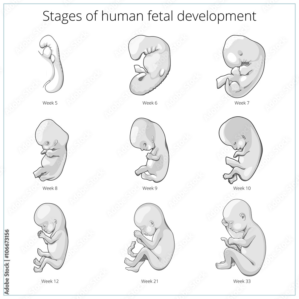 Stages of human fetal development schematic vector Stock Vector | Adobe ...