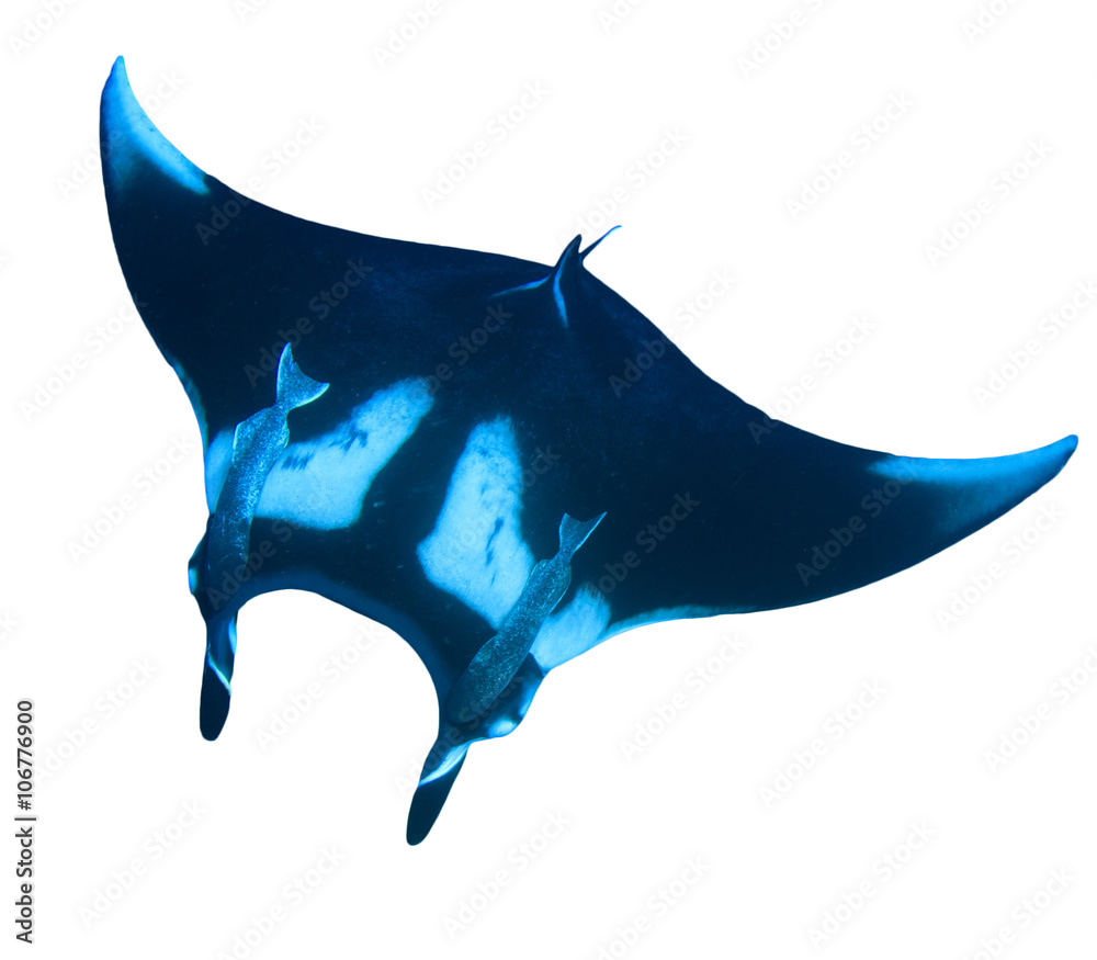 Manta Ray isolated white background Stock Photo | Adobe Stock