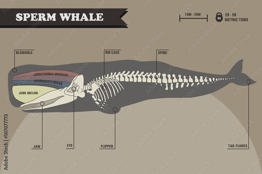 sperm whale skeleton drawing
