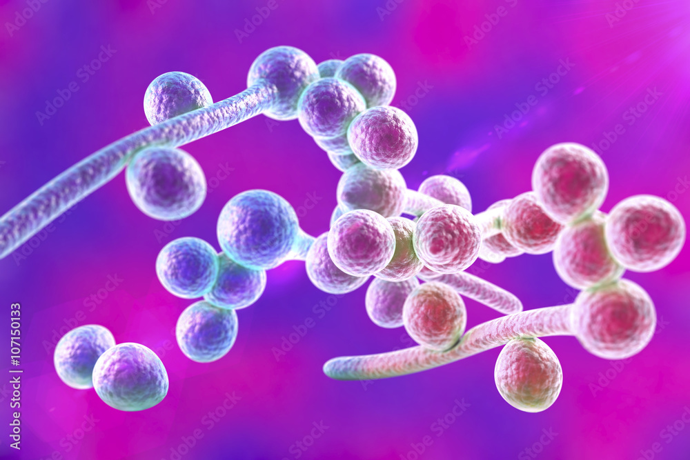 3D illustration of fungi Candida albicans which cause candidiasis ...
