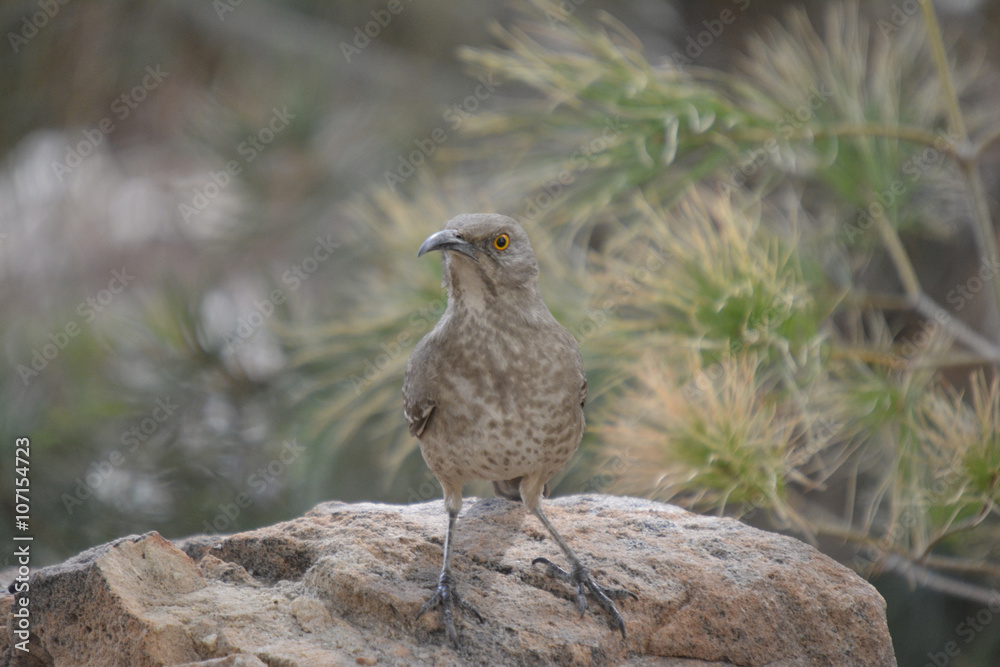 Southwest USA Beautiful Curve-billed Thrasher Bright yellow orange eyes ...