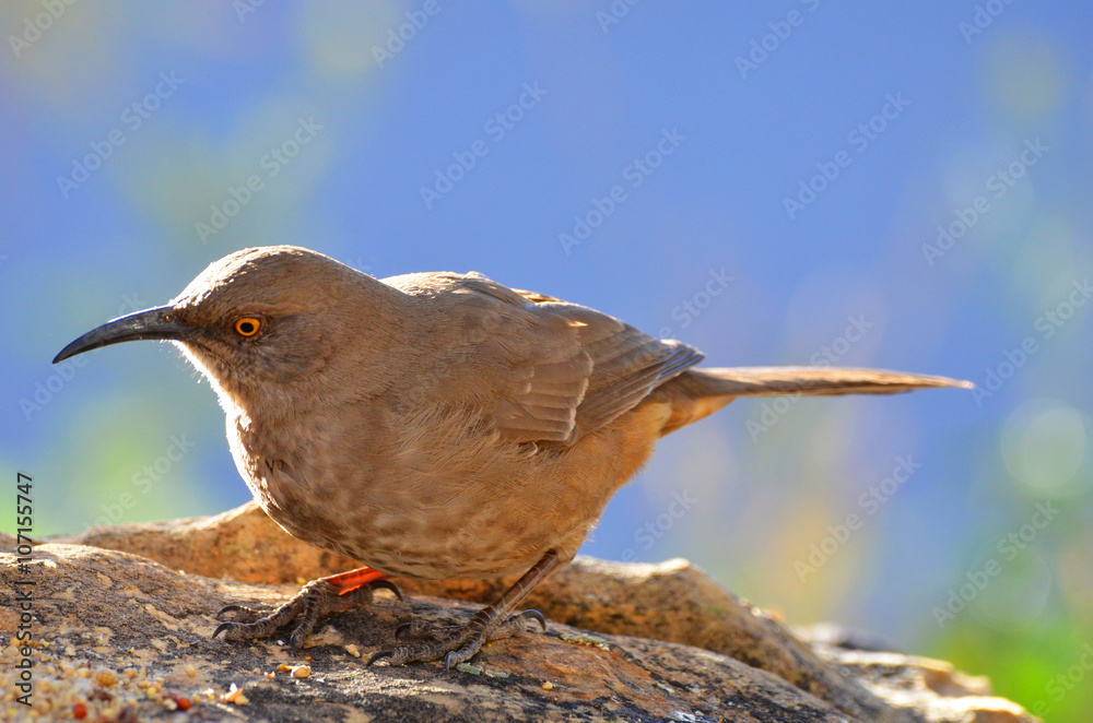 Foto de Stock Southwest USA Beautiful Curve-billed Thrasher Bright ...