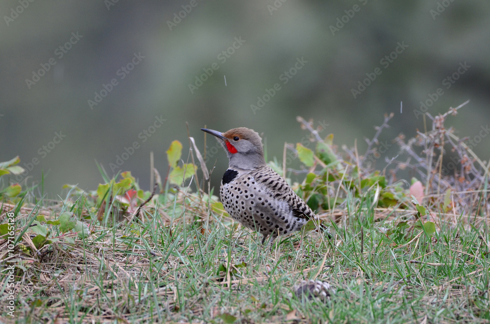 Southwest USA Beautiful Gilded flicker large common woodpecker gray ...