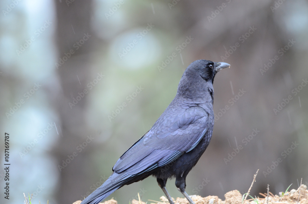 Southwest USA Beautiful Common Raven or American Crow, are entirely ...