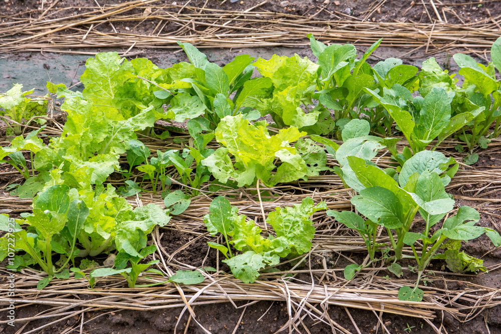 Cultivation pak choy vegetable in farm plant,Brassica chinensis Stock ...