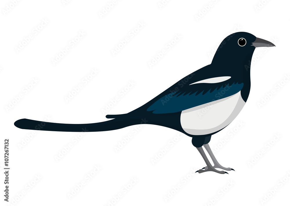 magpie cartoon vector illustration. Stock Vector | Adobe Stock