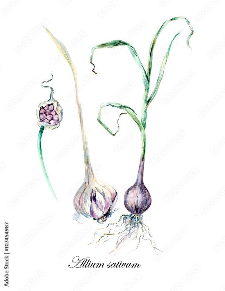 Garlic. Collection herb. Watercolor hand drawn illustration. Botanical ...