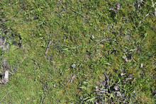Green Grass On An Unkempt Lawn Free Stock Photo - Public Domain Pictures