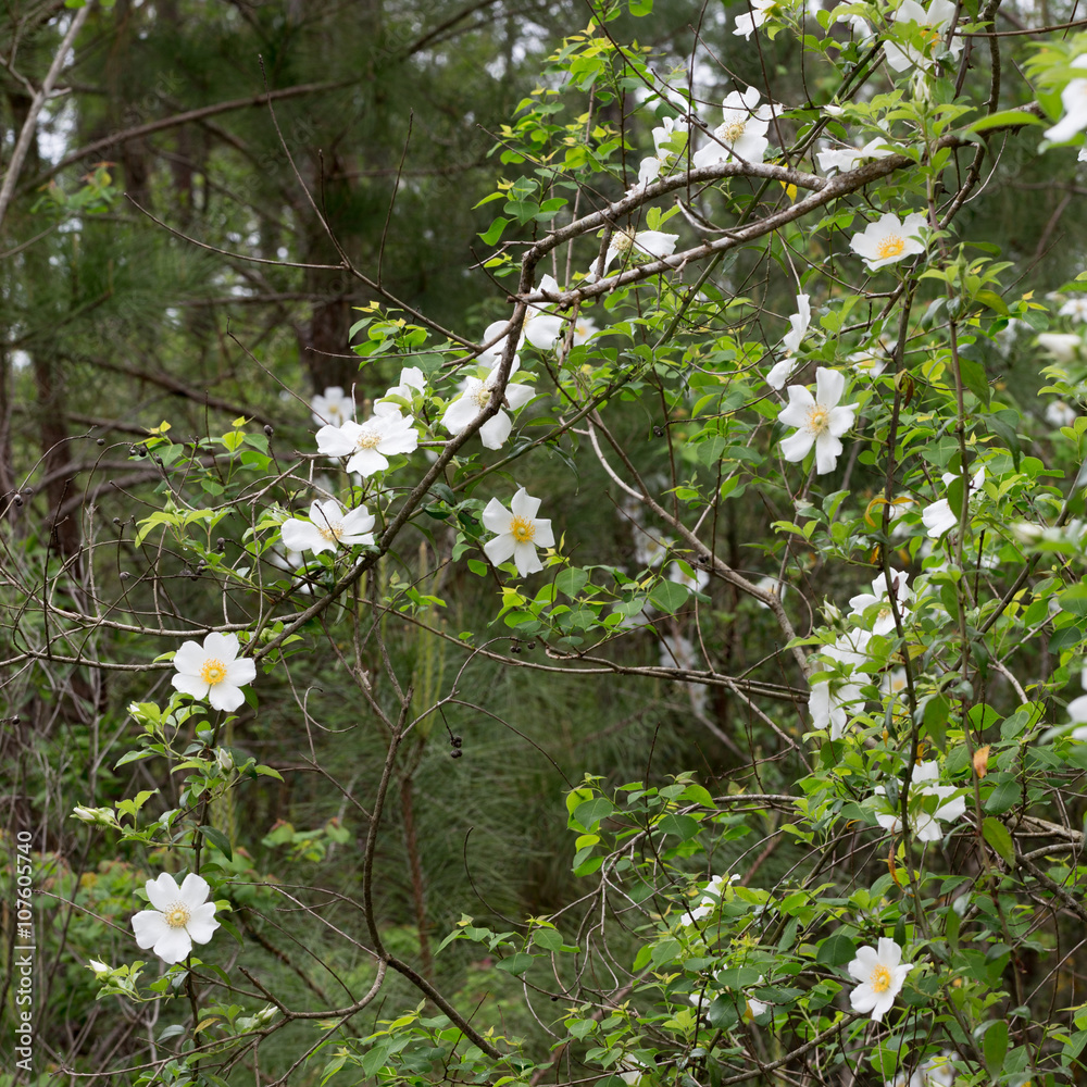 Cherokee rose climbing shrub growing on bushes and tree Stock Photo ...