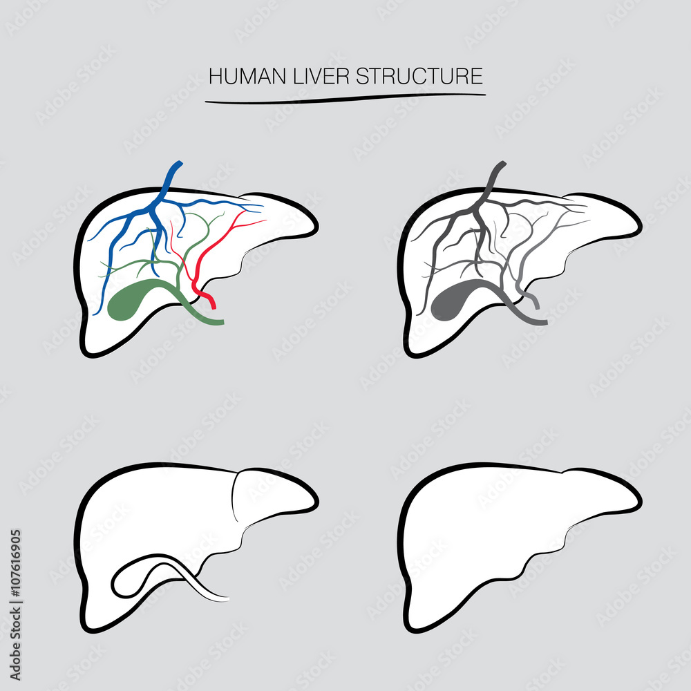 Human liver anatomy structure. Human internal organ icons set Stock ...