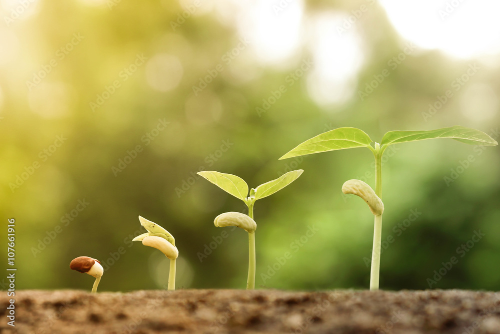 nurturing young baby plants growing in germination sequence on fertile ...