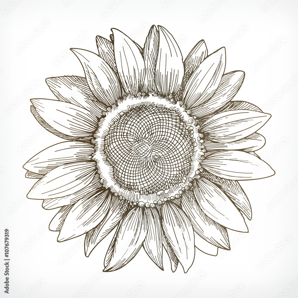 Sunflower sketch, hand drawing, vector illustration Stock Vector ...