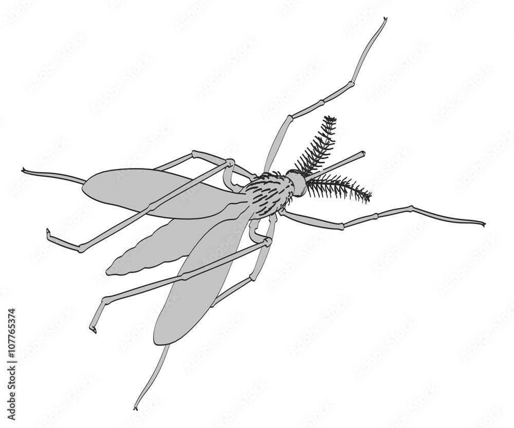 2d cartoon illustration of Aedes Aegypti Stock Illustration | Adobe Stock