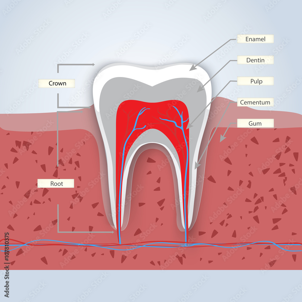 Dental anatomy with all parts of a tooth identified and labeled. Stock ...