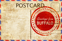 Vintage Buffalo Postcard Free Stock Photo - Public Domain Pictures