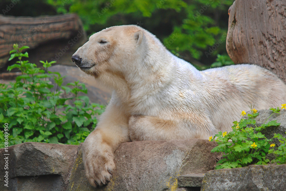 The polar bear (Ursus maritimus) is a bear native largely within the ...