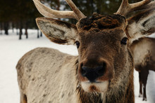 Reindeer Free Stock Photo - Public Domain Pictures