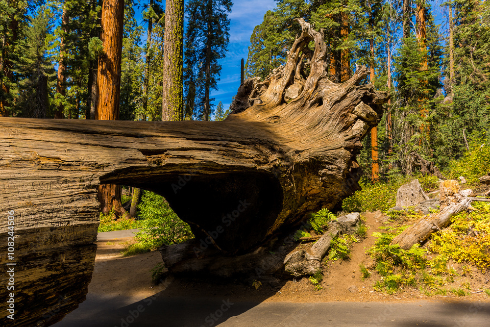 Tunnel Log, Giant Forest, California USA - unnel Log near Giant Forest ...