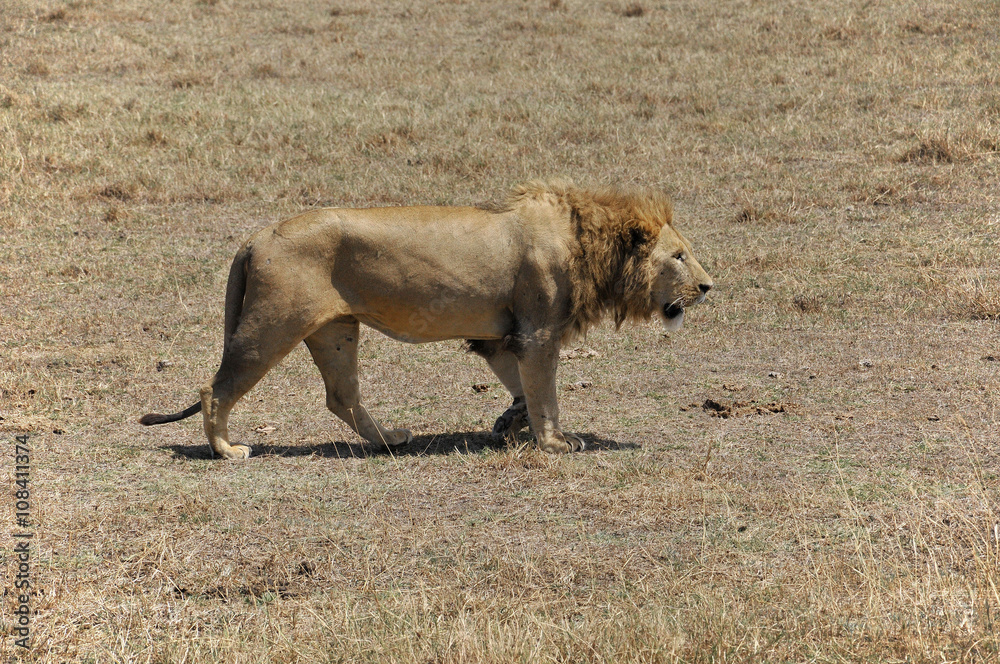 Lion in Serengeti hosts the largest mammal migration in the world ...