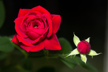 Red And White Miniature Rose Free Stock Photo - Public Domain Pictures