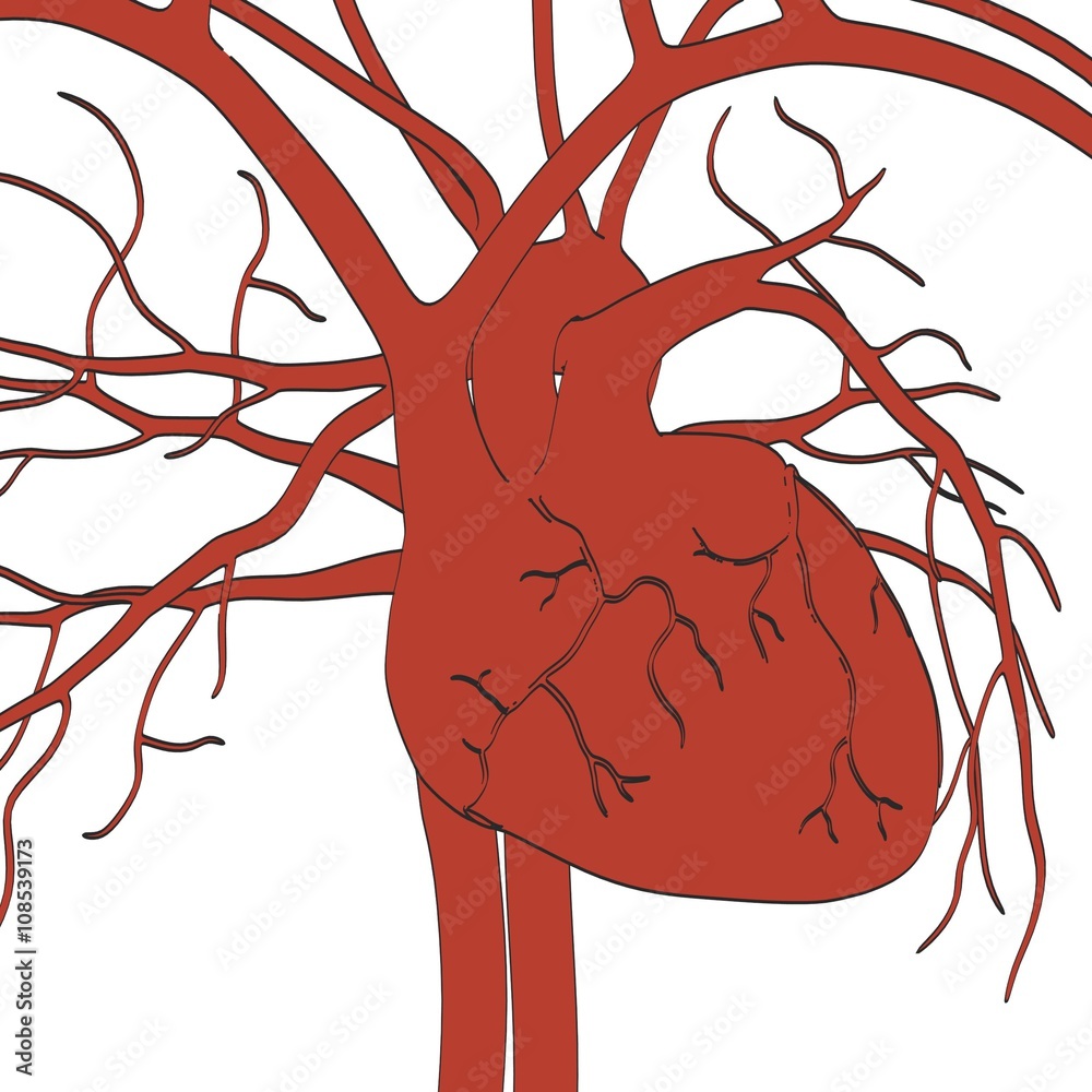 2d cartoon illustration of circulatory system Stock Illustration ...
