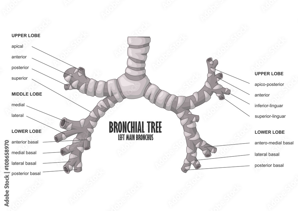 Bronchial Tree left main bronchus human anatomy Stock Vector | Adobe Stock