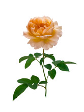 Peach Rose Free Stock Photo - Public Domain Pictures
