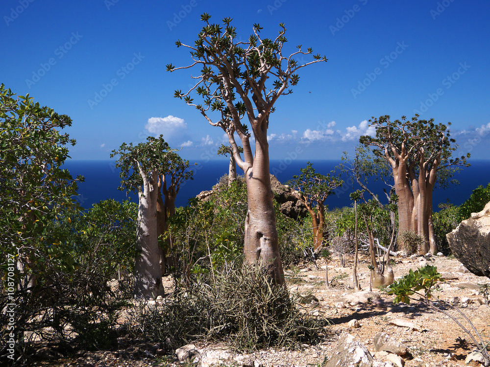 Unique flora of Socotra Island - bottle tree, cucumber tree and Socotri ...