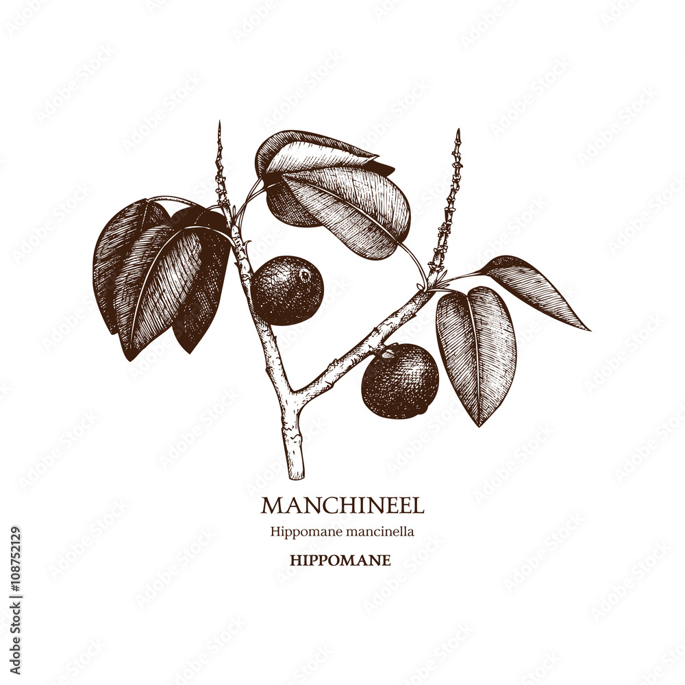 Botanical illustration of Manchineel tree. Hand drawn sketch of ...