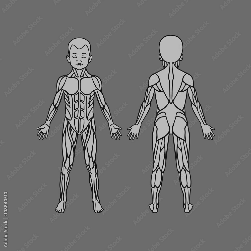 Vector de Stock Anatomy of children muscular system, exercise and ...