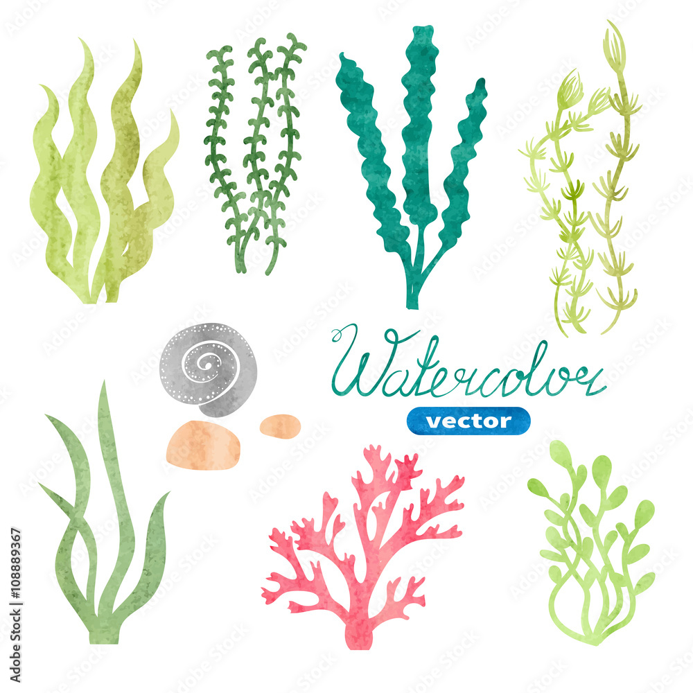 Set of watercolor seaweed, corals and stones isolated on white ...