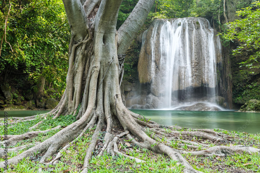 Roots of big tree with waterfall background Stock Photo | Adobe Stock