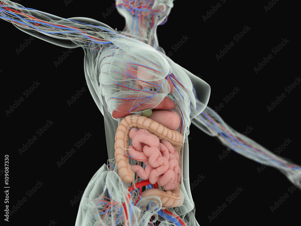 3d illustration,vascular,system,heart,human,health,anatomy,illustration ...