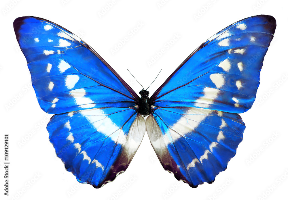 blue morpho Helena butterfly, isolated on White. Blue butterfly with ...