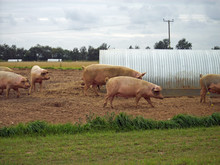 Six Pigs Free Stock Photo - Public Domain Pictures