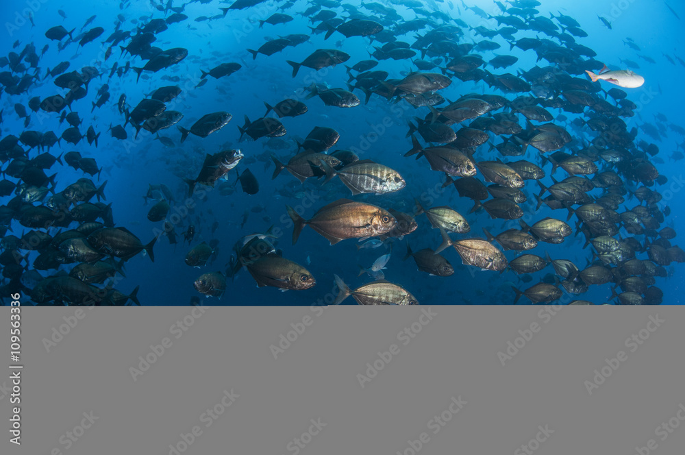 Underwater view of variety fish species swimming together in deep ...