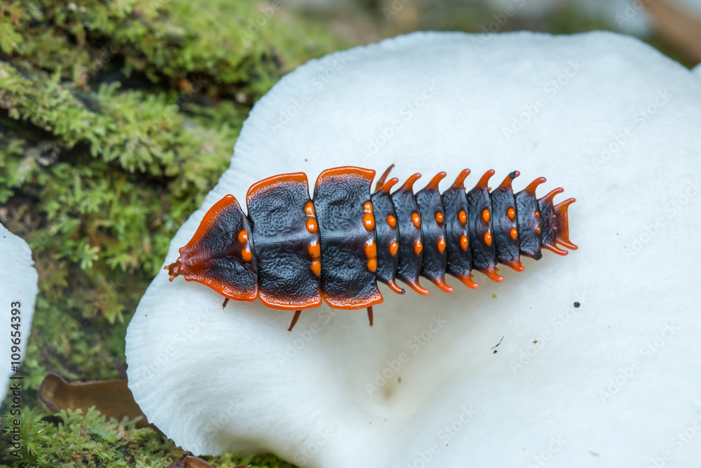 Foto de Stock Trilobite Beetle , Close-Up of Trilobite Beetle ...