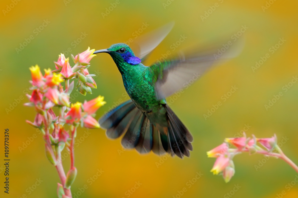 Foto de Stock Hummingbird Green Violet-ear, Colibri thalassinus, bird ...