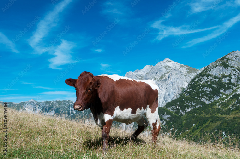 Stock-Foto „Alm weiden beim Tappenkarsee (Großarl)“ | Adobe Stock