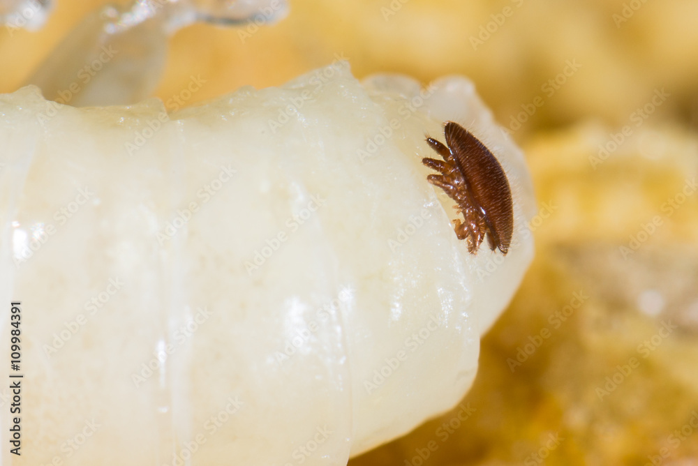 Varroamilbe (Varroa destructor) an einer Puppe Drohne im Bienenstock ...