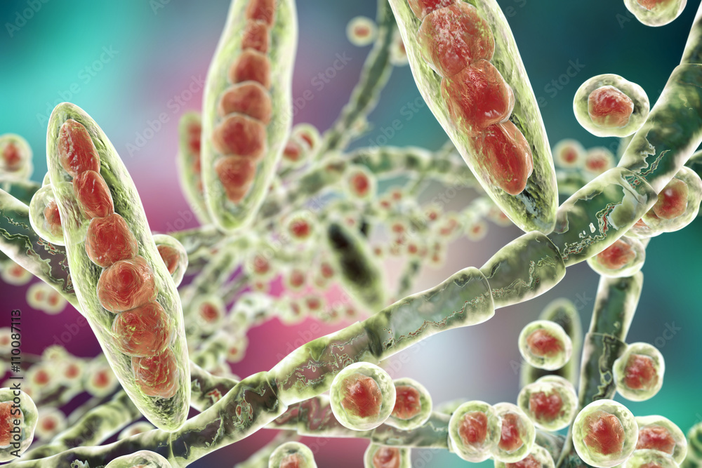 Fungus Trichophyton mentagrophytes. 3D illustration showing ...