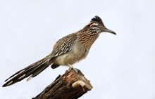 Roadrunner Free Stock Photo - Public Domain Pictures