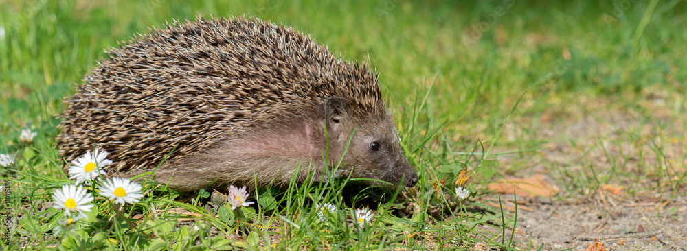 Igel Braunbrustigel (Erinaceus europaeus) im Garten im Frühling Stock ...