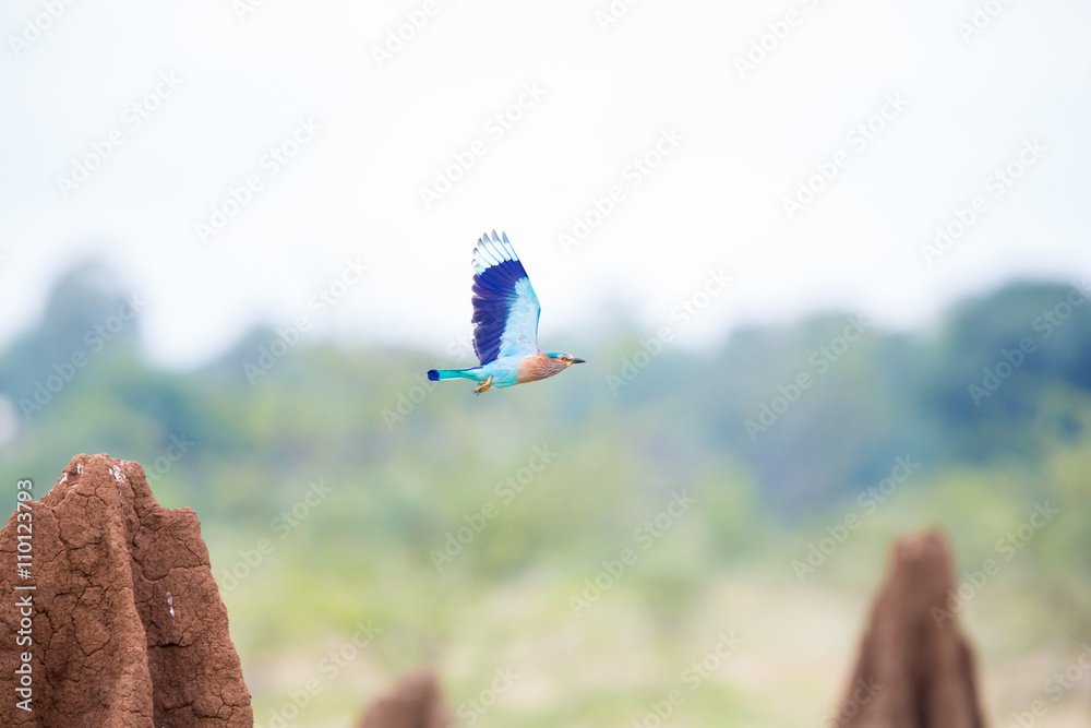 The Indian roller , is a member of the roller family of birds. They are ...