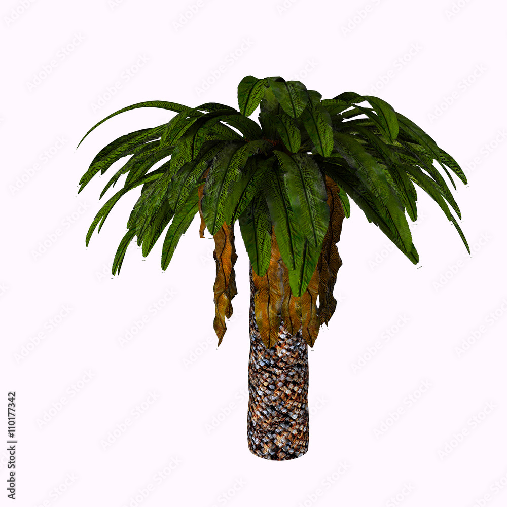 Bjuvia Tree - Bjuvia simplex is a Cycadale plant with a simple leaf ...