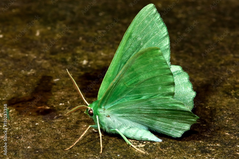 Large emerald moth (Geometra papilionaria). British insect in the ...