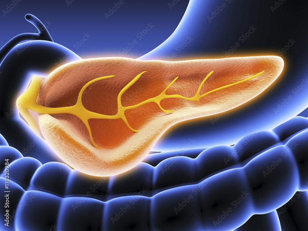 Cross section of pancreas, artwork Stock Photo | Adobe Stock