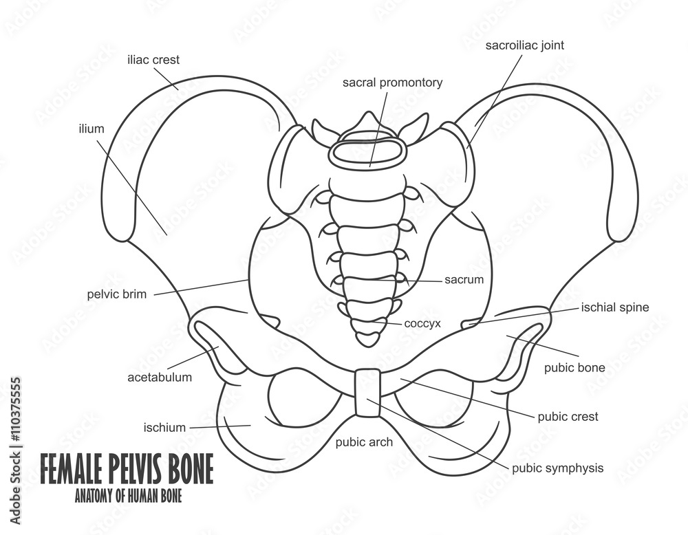 Female Pelvis Bone anatomy Stock Vector | Adobe Stock