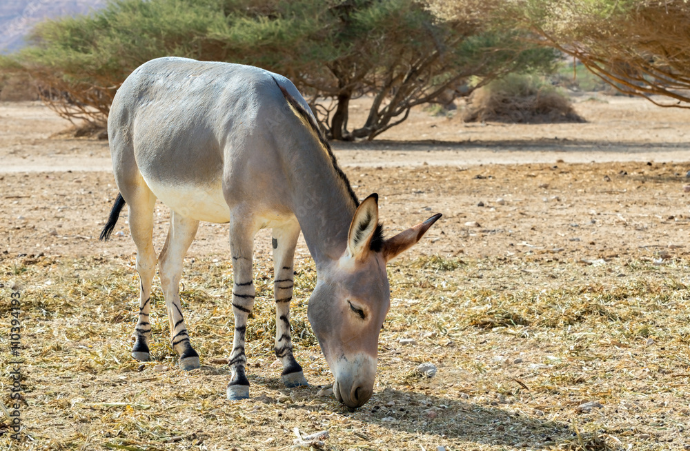 Somali wild donkey (Equus africanus) is the forefather of all domestic ...