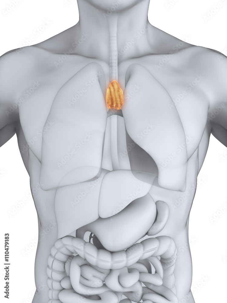 Human Thymus Anatomy Illustration. 3D render Stock Illustration | Adobe ...